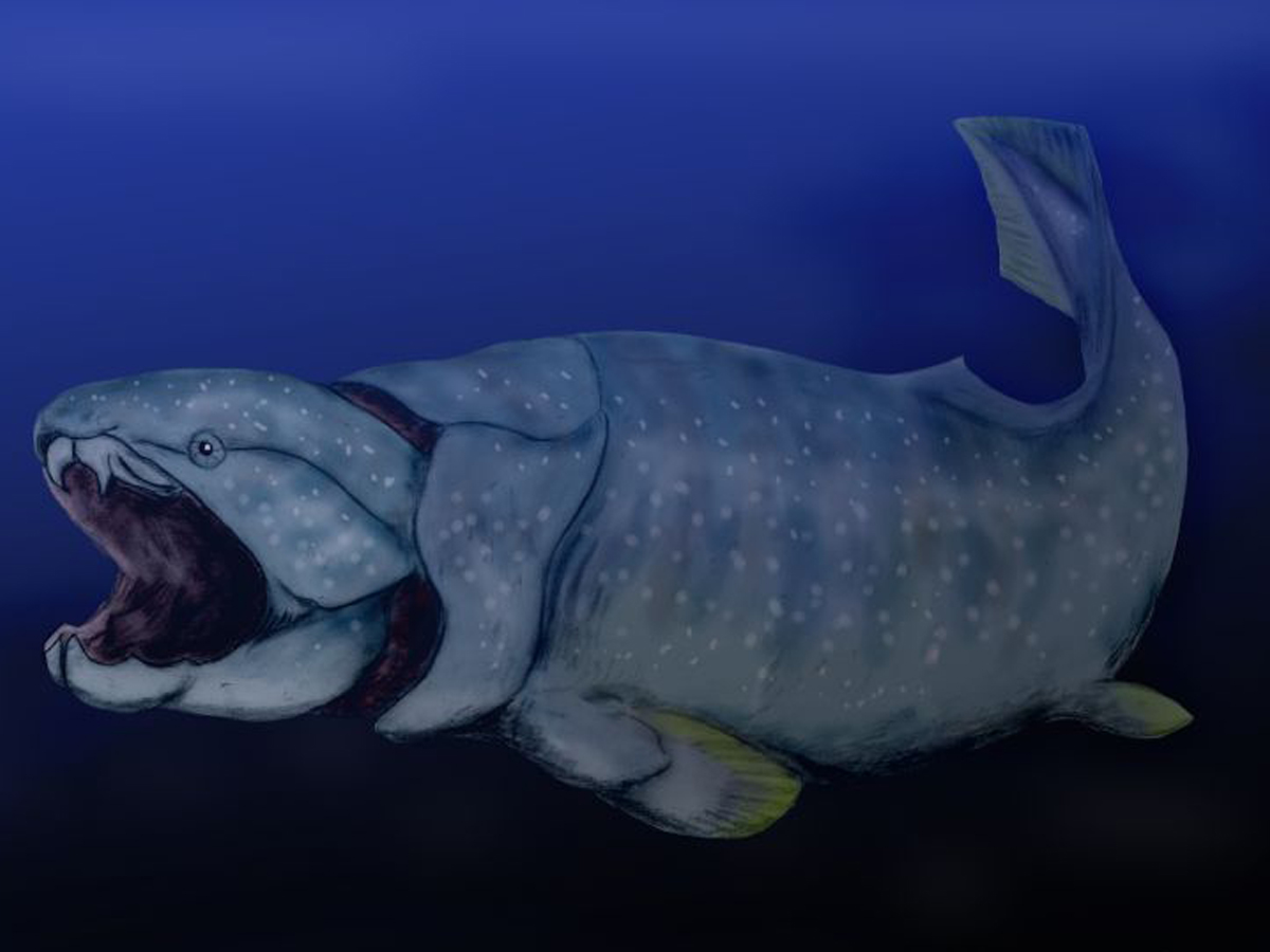 How Forests Sparked Deep-Sea Life | Syracuse University Today